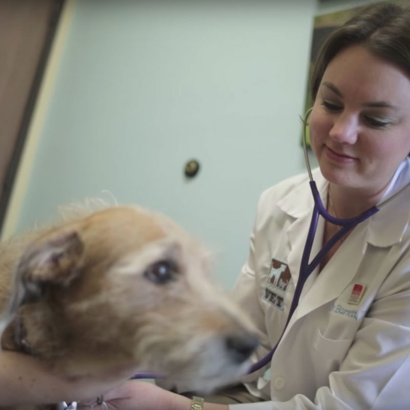 Services | moorparkvet.com