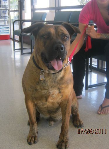 Cash-Dean | moorparkvet.com