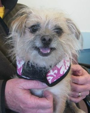 Paris-Hart | moorparkvet.com