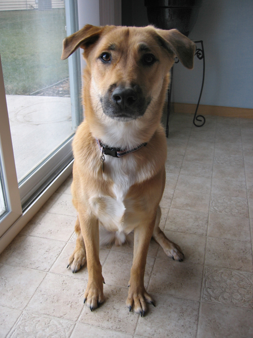 Riley-Barrett | moorparkvet.com