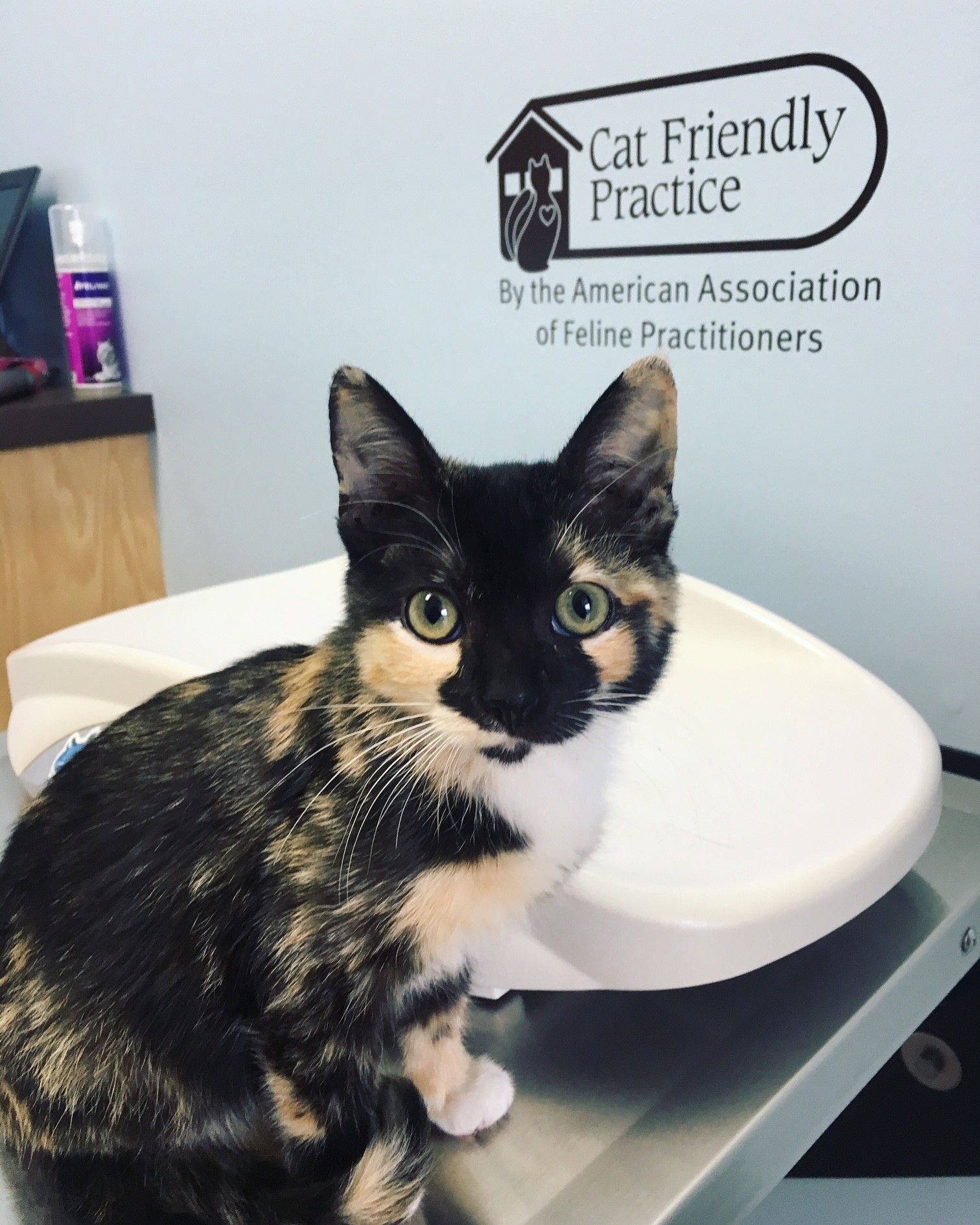 Importance of Feline Preventive Care | moorparkvet.com